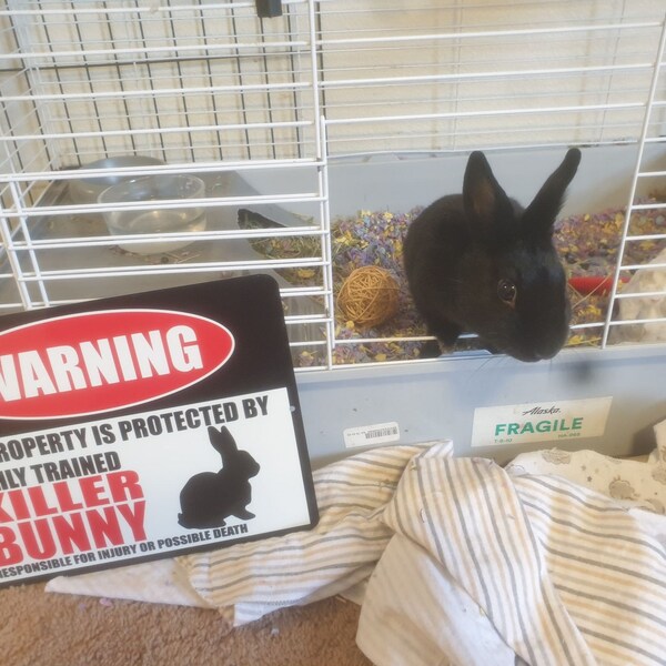 Killer Bunny Sign Funny Bunny Sign Bunny Sign Rabbit Decor Barn Sign ...