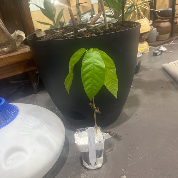 FORASTERO Theobroma Cacao Cocoa Chocolate Fruit Tropical Tree Potted ...