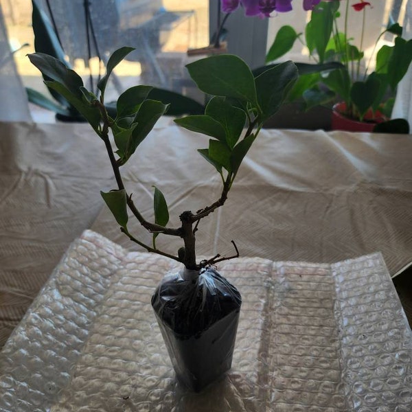 EBONY Firecrepe Crape Myrtle Starter Lagerstroemia Well Rooted starter ...