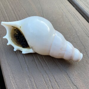 The Purple Nurple by Shellpipe free Pipes With Every Order Shell Pipe ...