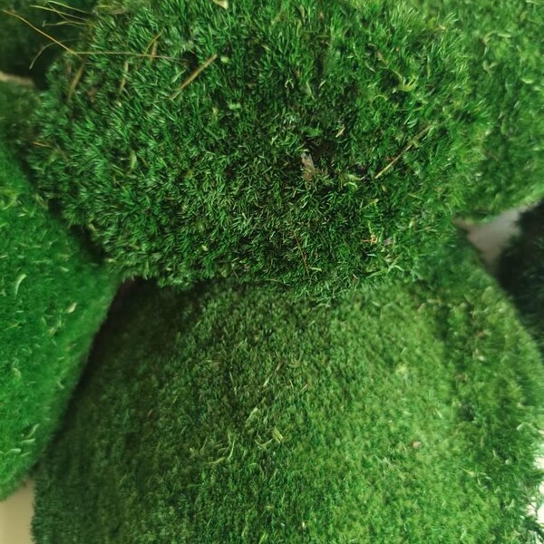 Green Reindeer Moss Wall Panel, Vertical Garden Decor, Stabilized Moss Art, Long Living Moss ...