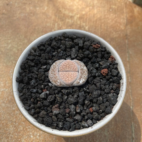 Beautiful, Quirky Lithops! Blooming Mesemb Succulents, Living Stones ...