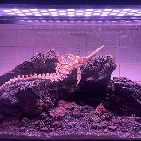 Model Whale Skeleton Aquarium Decoration - Etsy