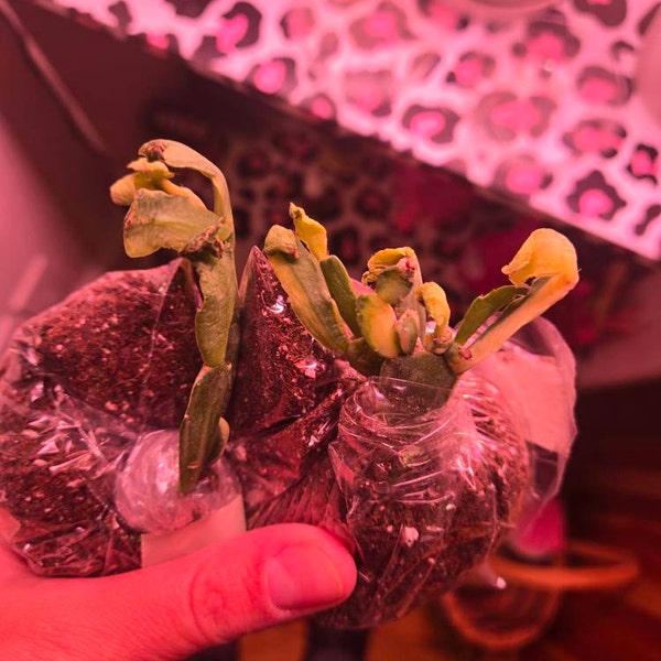 4 Old Man Cactus - Etsy