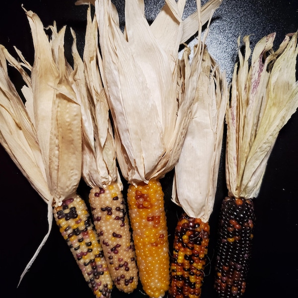 Mini Indian Corn, 5" to 6" Length, 10, 15, 30 and 40 Count, FREE ...