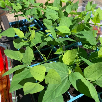 20 WINGED Bean Vietnamese Đâu Rông dau Rong 3 Tháng-four Angled Bean ...