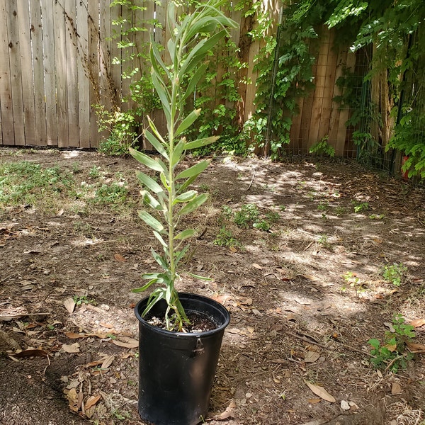 ONE Leucospermum Tango Pincushion 5gal Potted Plant Protea South Africa ...