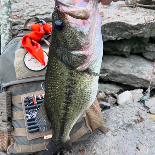 Custom Painted Wiggle Wart, Green Sunfish - Etsy