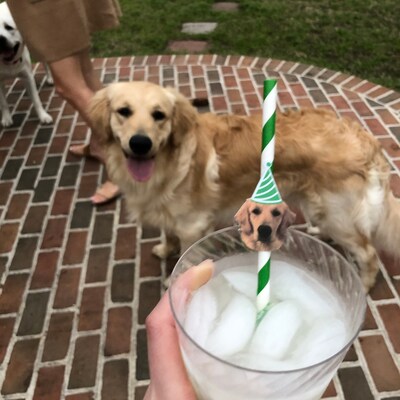 Custom Pet Straws, Dog Decorations, Personalized Photo 12 Count Paper ...