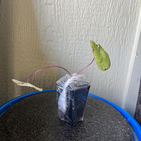 Athens Blue Princess Glory Bush Planttibouchina Urvilleanasmall Starter ...