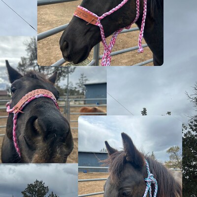 Sparkle Gambler Halter Horse Mule Tape Halter With Bronc Nose Band ...