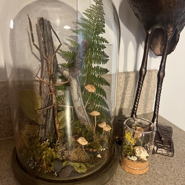 MJB Starter Insect Pinning Kit | Curated Kit for Beginners With ...