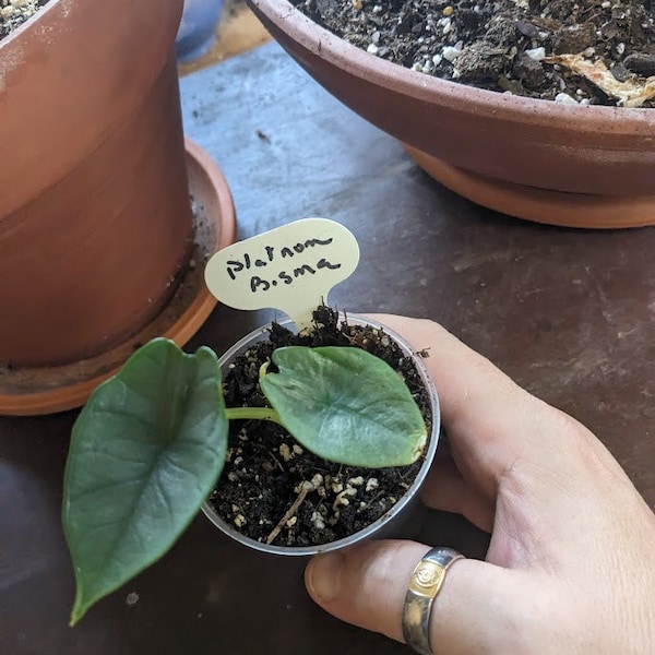 Alocasia Platinum “bisma” Starter Plant (ALL STARTER PLANTS Require You ...