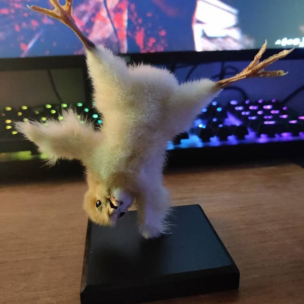 Made to Order. Handstand Chicken Taxidermy Curiosity by Casper's ...