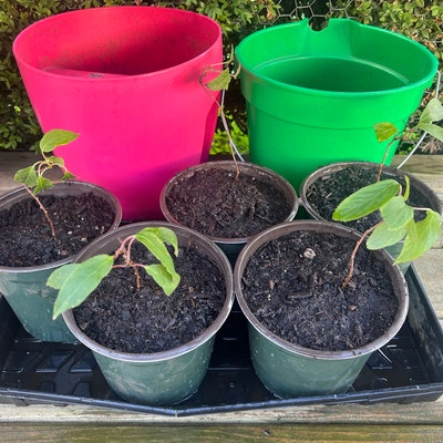 Boysenberry Plants Live Rooted Starter Plants sweet Fruit - Etsy