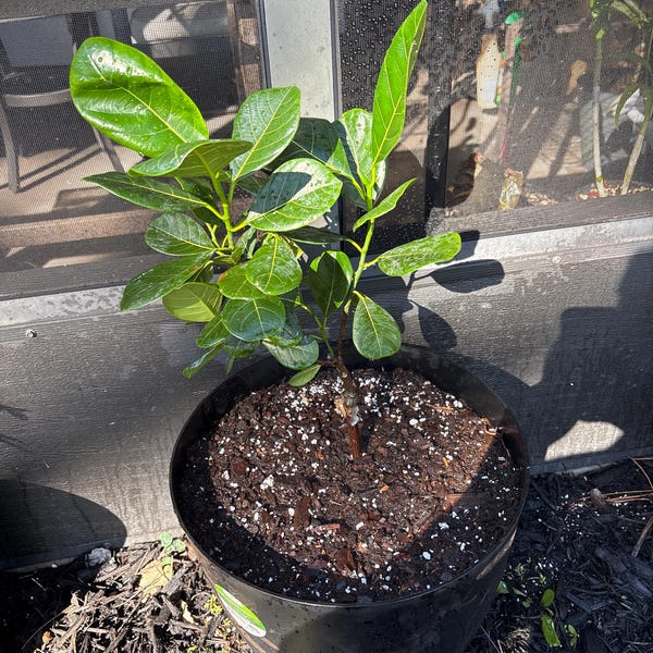 Large Jasmine Grand Duke in 10 Pot Pot, Fragrance, Flowers and ...