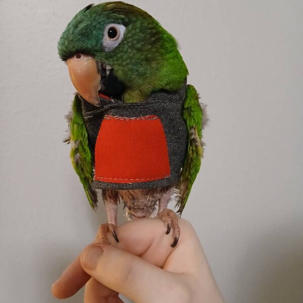 Party Bird Flight Suits With 2meters Leash for Parakeet Parrotlet ...