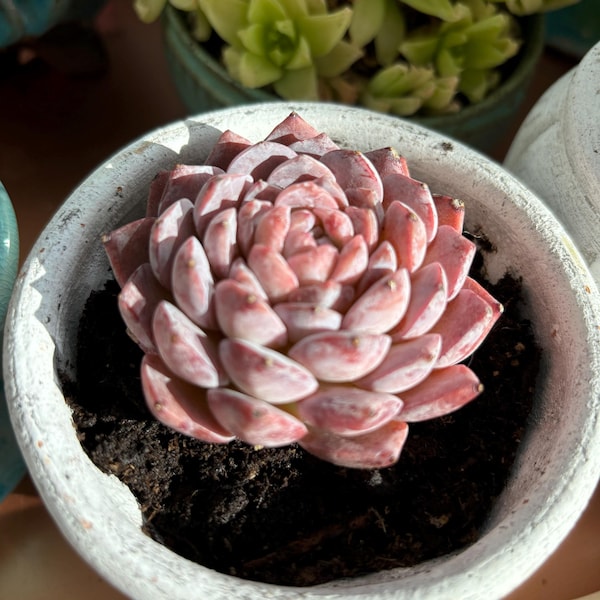 Echeveria 'red Coral' , Rare Live Succulent - Etsy