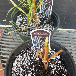 RED Baby Sun Rose Houseplants Live Plant in Pot Red Star Succulent ...