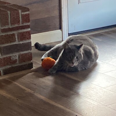 Boy Razorbacks Hat,warthog Hat,arkansas Razorbacks,razorbacks Hat,boy ...