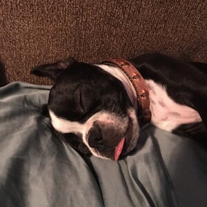 Seashell Dog Collar and optional Leash Set Girl Dog Collar | Etsy