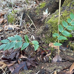 Red Alder Alnus Rubra 1-2 Year Sapling Organically Grown 8-12 " Root to ...