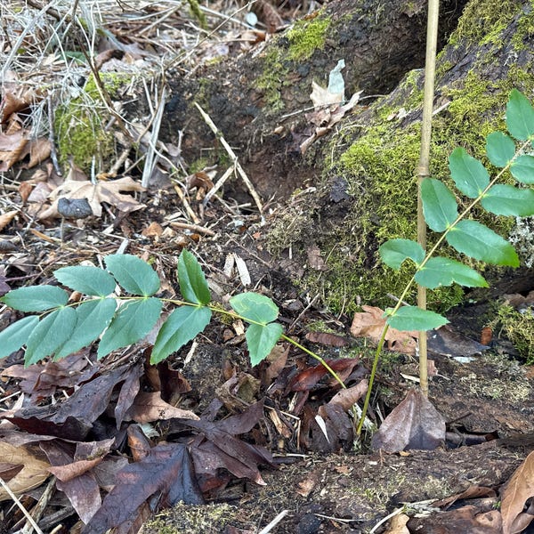 Red Alder Alnus Rubra 1-2 Year Sapling Organically Grown 8-12 " Root to ...