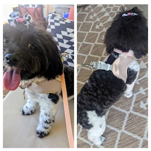 Daisy Chiffon Crop Top, XS-2XL, Dog-shirts Dog Top, Dog Clothing, Dog ...