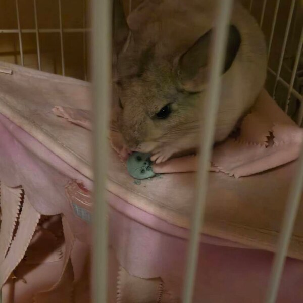 Bunny O's Cereal Treat, Rabbit Fruit Loops Inspired Treat, Small Animal ...