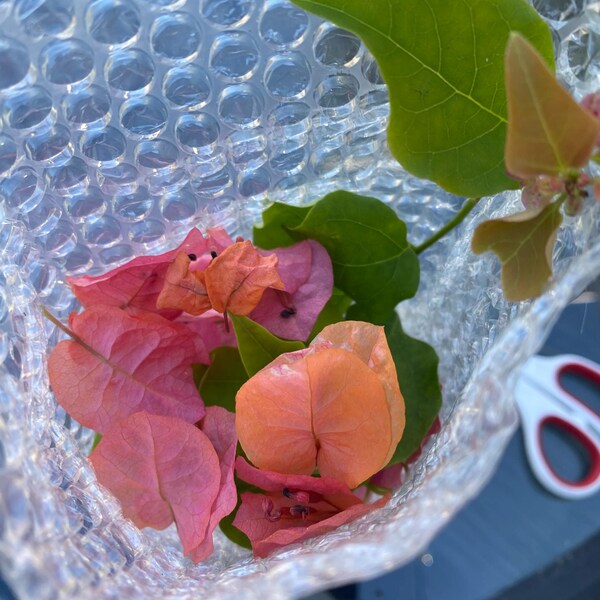 TWO Orange Bougainvillea Plants in One Pot, 3.5" Pot, Orange Flowers ...
