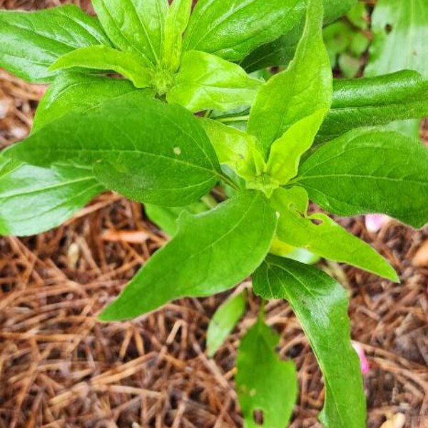 Cantaloupe Supreme Coneflower/ Echinacea in 3.5 Inch Pots (one Plant ...
