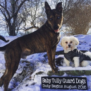 Pregnancy Announcement Dog Sign Expecting Baby Guard Photo Prop Include ...