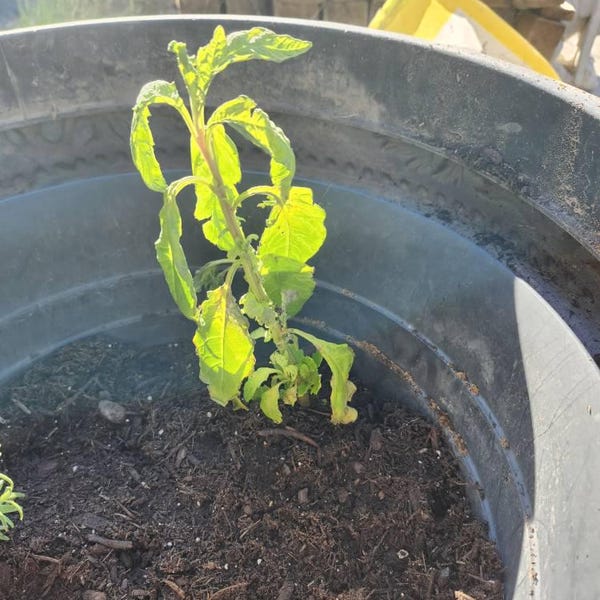 A Midgelyee Seedless Grape Live Plant in a 4” Pot /fruit Live Tree ...