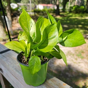 Teruno Venus Pothos cutting Pic 3 - Etsy