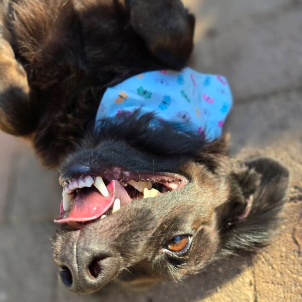 Sienna Bandana, Dog Bandana, Fall Dog Bandana, Over the Collar Dog ...