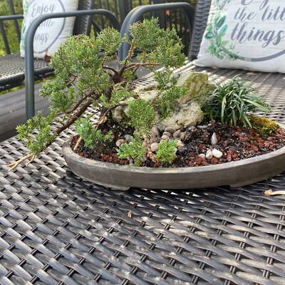 Surinamese Stick Pea Powder Puff Bonsai Tree winter - Etsy