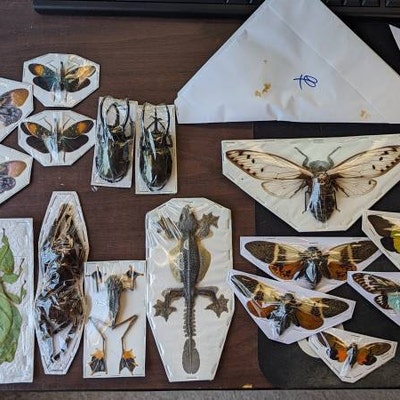 FEMALE Phyllium Pulchrifolium, Real Walking Leaf Stick Bug Green ...