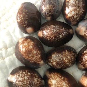 White Indian Volute Melon Shell 67 1 PC Large - Etsy