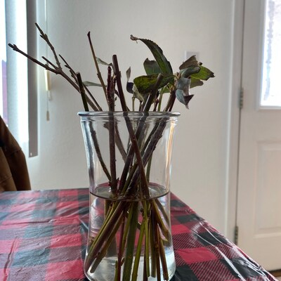 Forsythia 'spectabilis' 15 Fresh Cuttings yellow Bells & Propagation ...