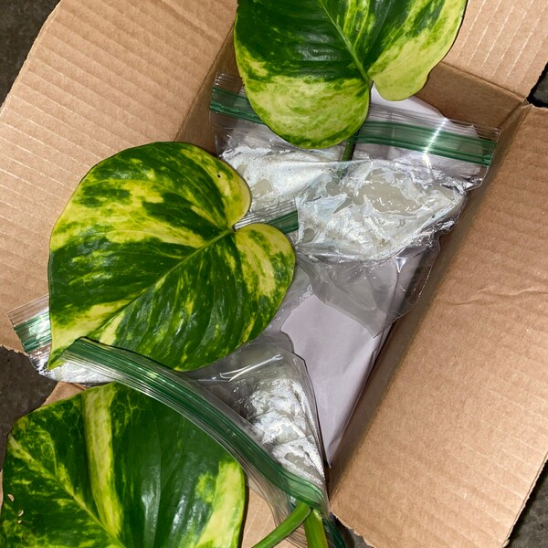 LARGE Variegated Golden Pothos Cutting (4-6") Organically Grown ...