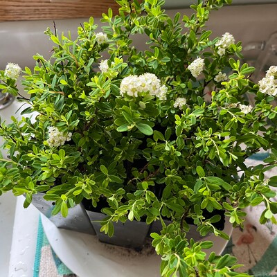 Chaenomeles Speciosa spitfire Flowering Quince Flowering Shrubs/plants ...