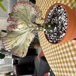 Tylecodon Paniculatus Bonsai Tree Cactus Plant Succulent-easy to Grow ...