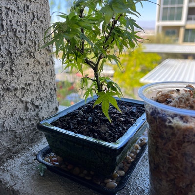 10 L. Japanese Cactus & Succulents Soil Mixed With Heated - Etsy