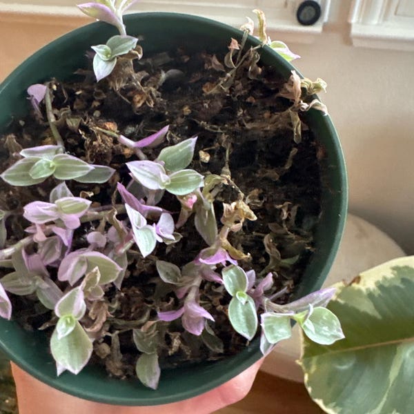 Callisia Repens, Pink Lady Plant, Pink Panther, Creeping Inch Plant ...