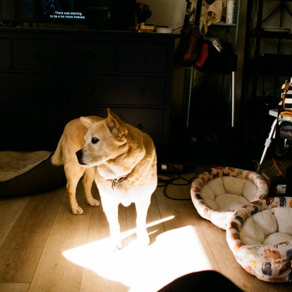 Brown XL Stitch Leather Cuff Watch Band 24mm BLBB - Etsy