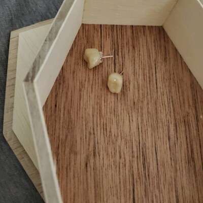 Human Tooth Stud Earrings - Etsy