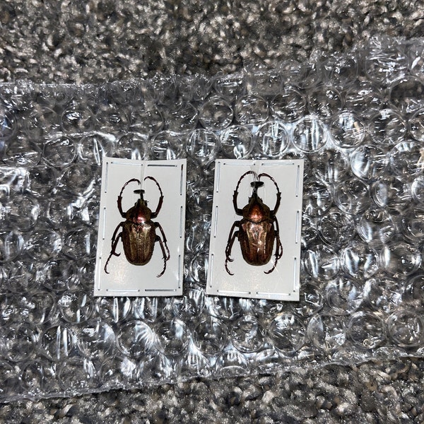 Bronze Metallic Scarab Horned Beetle Real Dried Insect Specimen Bug ...