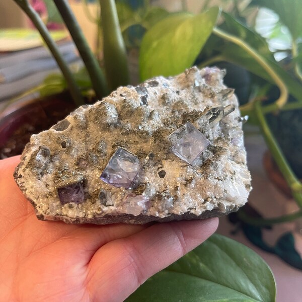 Rare All Natural Pink Laguna Agate Geode From Chihuahua Mexica - Etsy