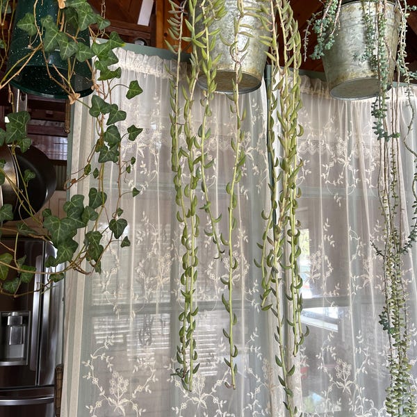 2”, 4", 6”, 8” Pot of String of Fish Hooks Succulent Plant - Etsy