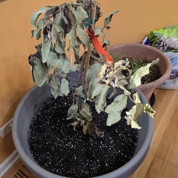 Star Apple Purple - Caimito - Milk Fruit. Grafted Tree - 3-4 Feet Tall ...